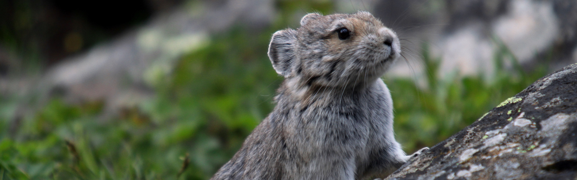 Chinese Magic Bunny Goes Viral
