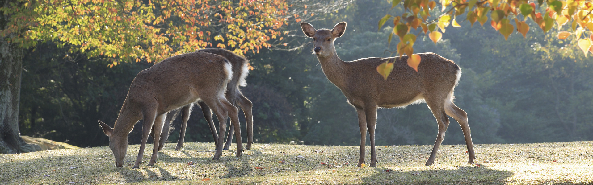 A Day in Nara, Japan
