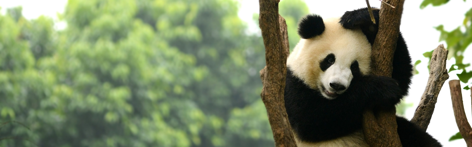 How China’s Amazing Animals Are Being Protected