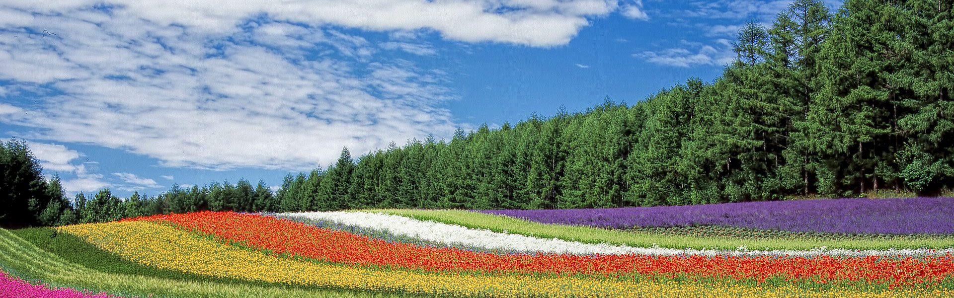 Colourful Places in Japan