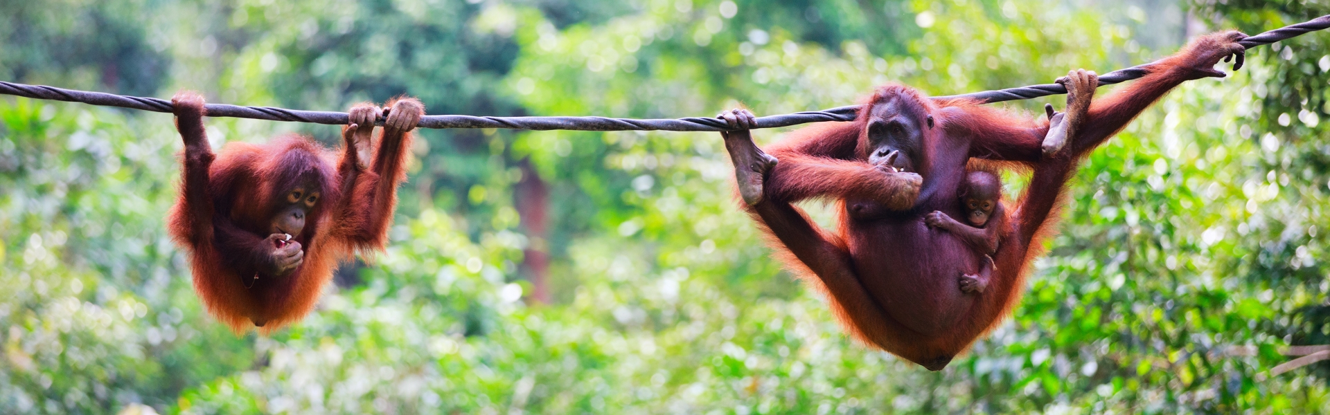 Top 5 Reasons To Visit Borneo