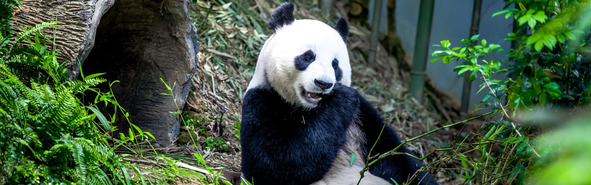 Our favourite panda photos