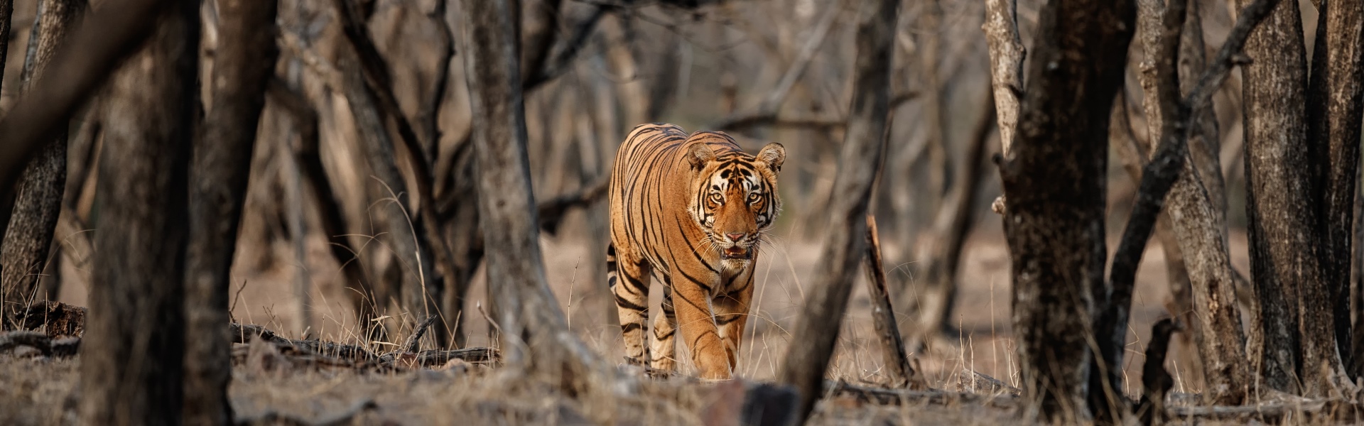 THE 7 BEST PLACES TO SEE TIGERS IN INDIA