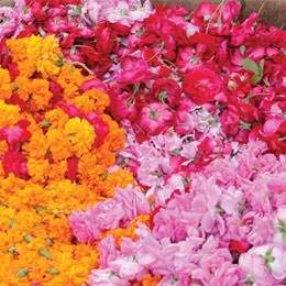 India Tours | Escorted Group Tours and Private Tours | Wendy Wu Tours